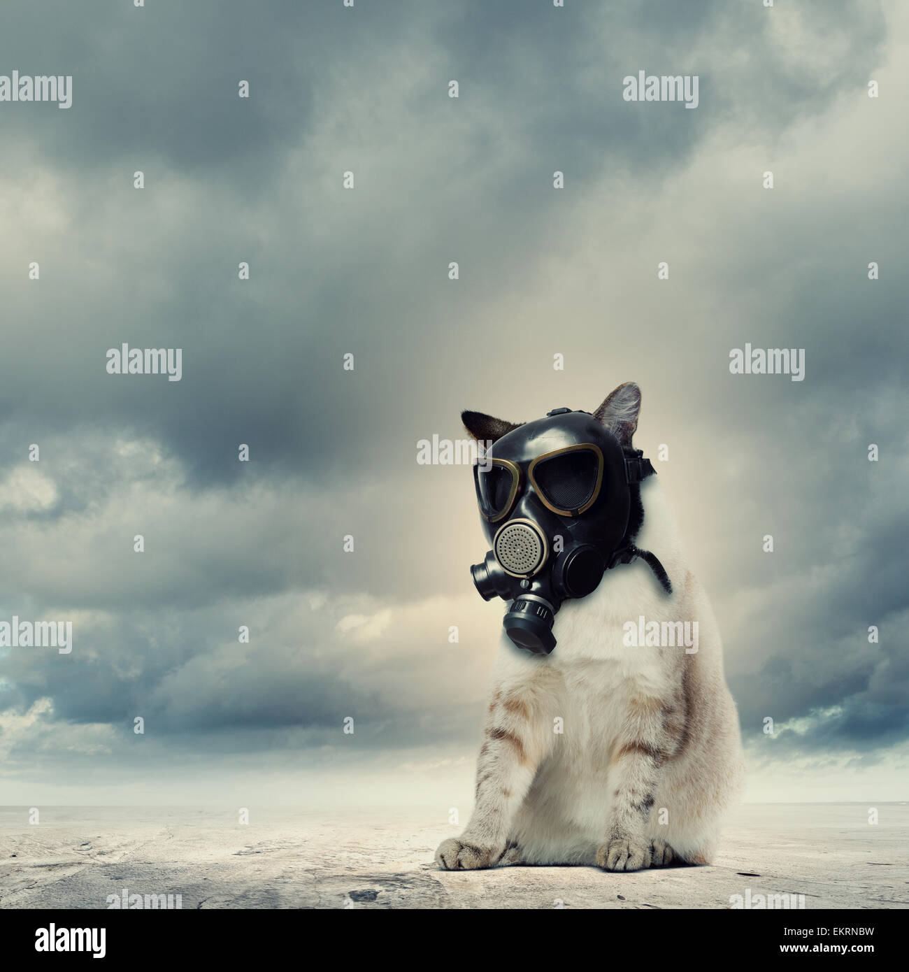 Cat in gas mask Stock Photo - Alamy