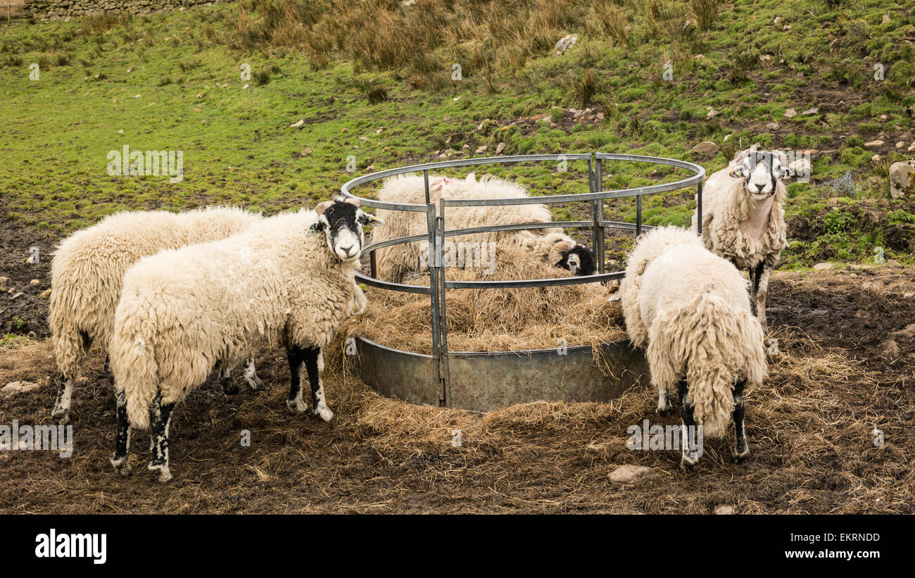 sheep at a feeding pen Stock Photo - Alamy