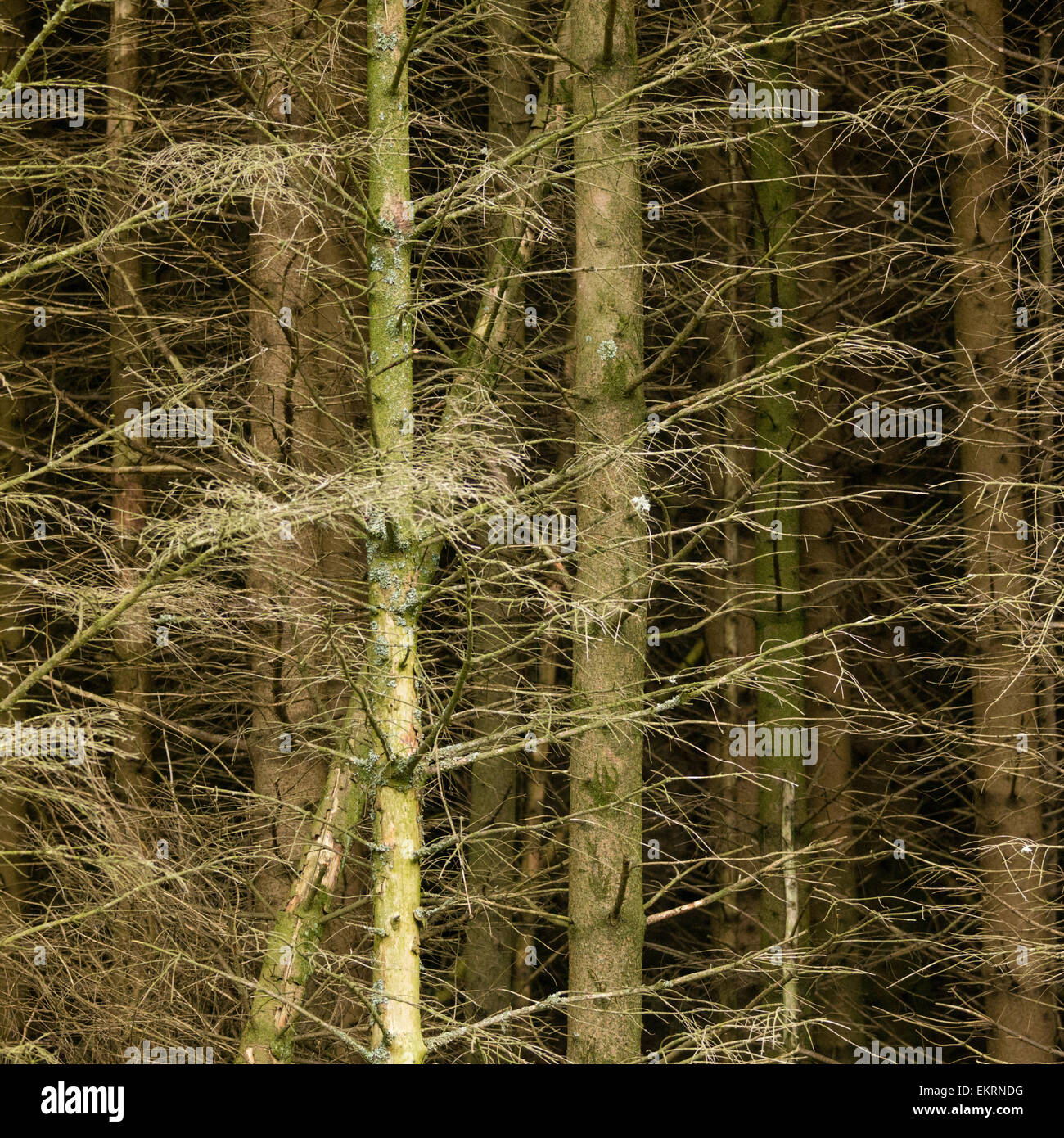 Close up image of coniferous trees Stock Photo - Alamy