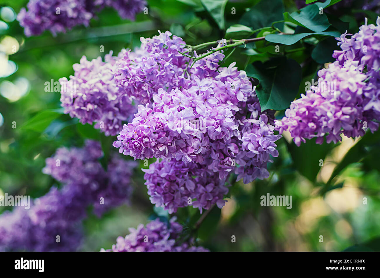 Branch of lilac flowers Stock Photo - Alamy