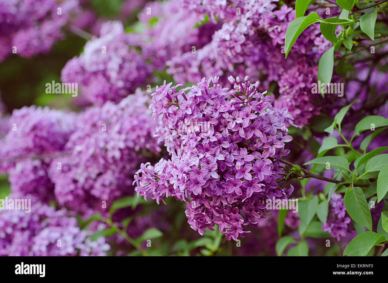 Spring lilac flowers Stock Photo - Alamy
