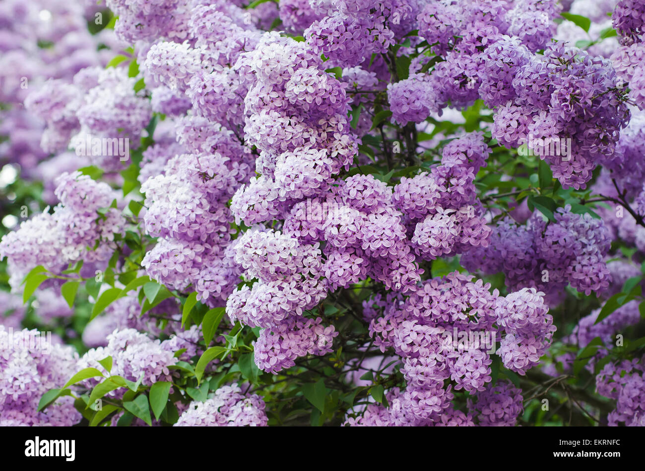 Spring lilac flowers Stock Photo - Alamy