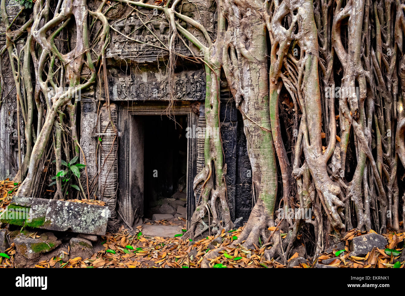 Ancient stone temple door and tree roots Stock Photo - Alamy