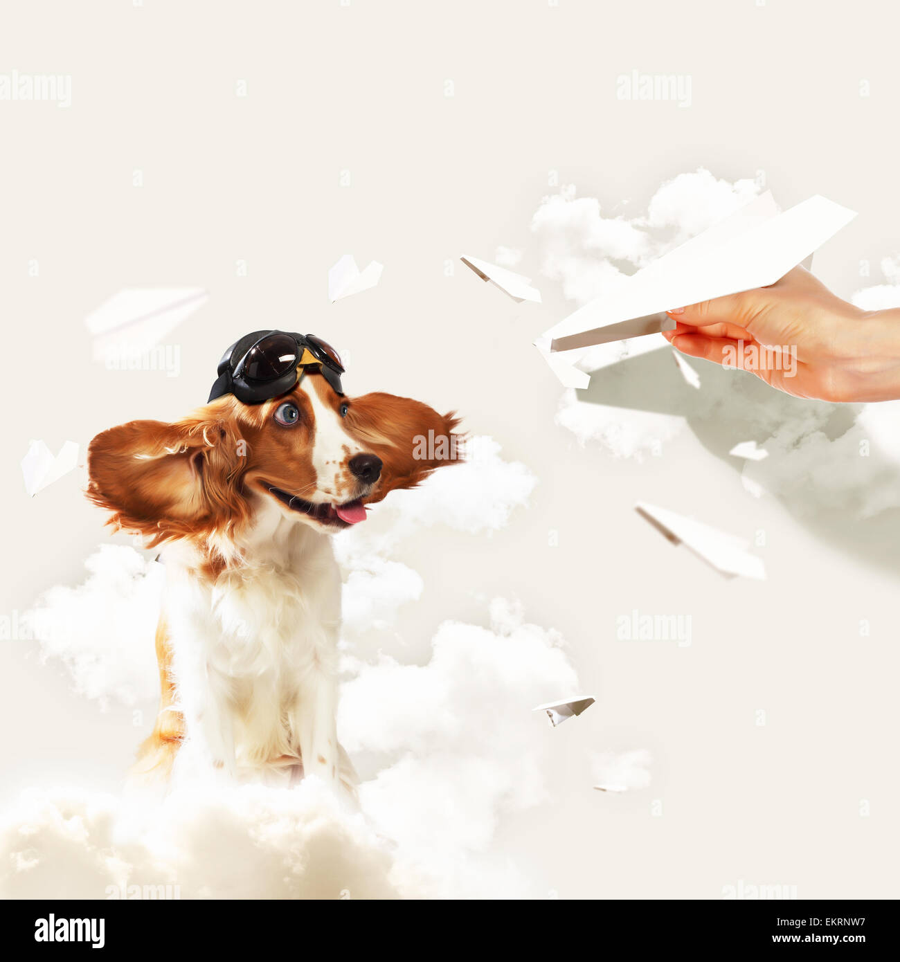 Funny spaniel dog Stock Photo - Alamy