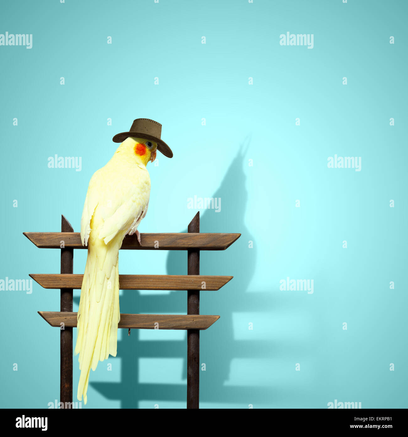 Funny parrot wearing hat Stock Photo - Alamy
