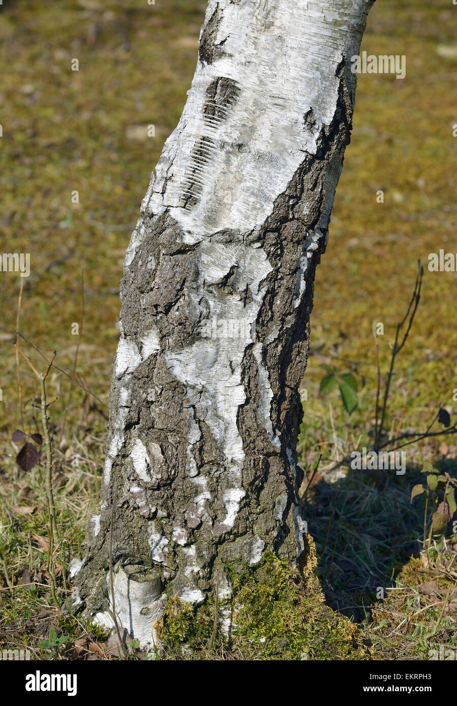 Silver Birch Tree - Betula pendula Trunk & Bark detail Stock Photo - Alamy