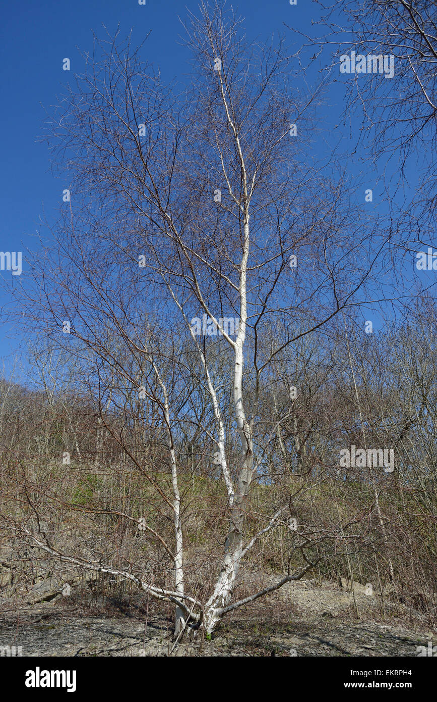 Silver birch tree rock hi-res stock photography and images - Alamy