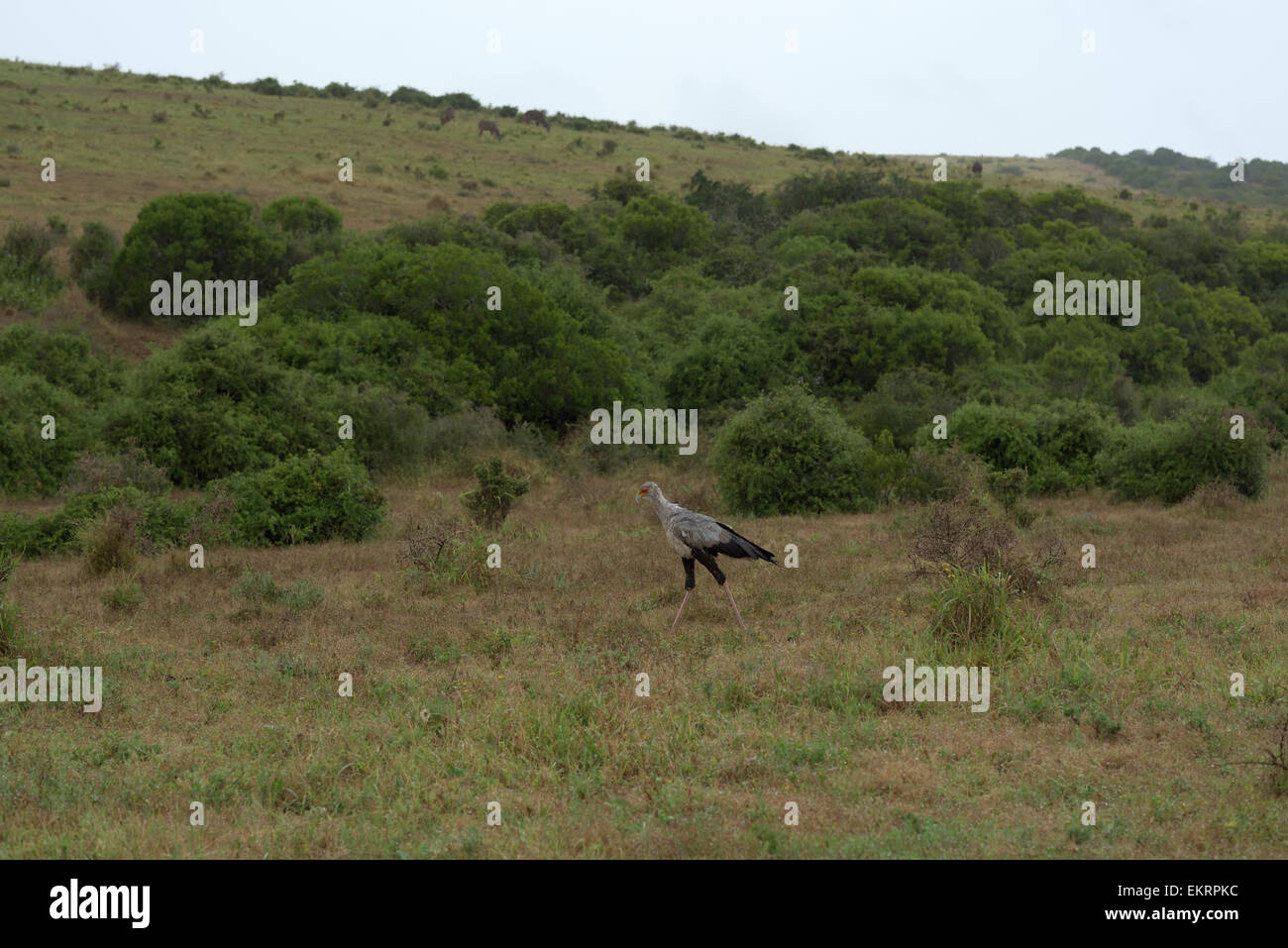 Secretary Bird in Addo Elephant National Park, South Africa Stock Photo ...