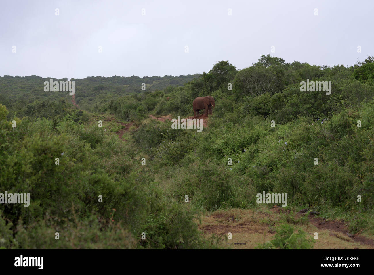 Elephant covered with red dust in Addo Elephant National Park, South ...