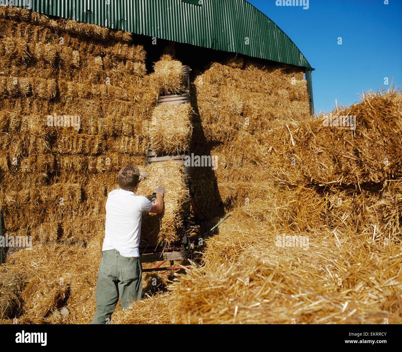 Agriculture, Storing Straw, Co Kildare, Ireland Stock Photo - Alamy