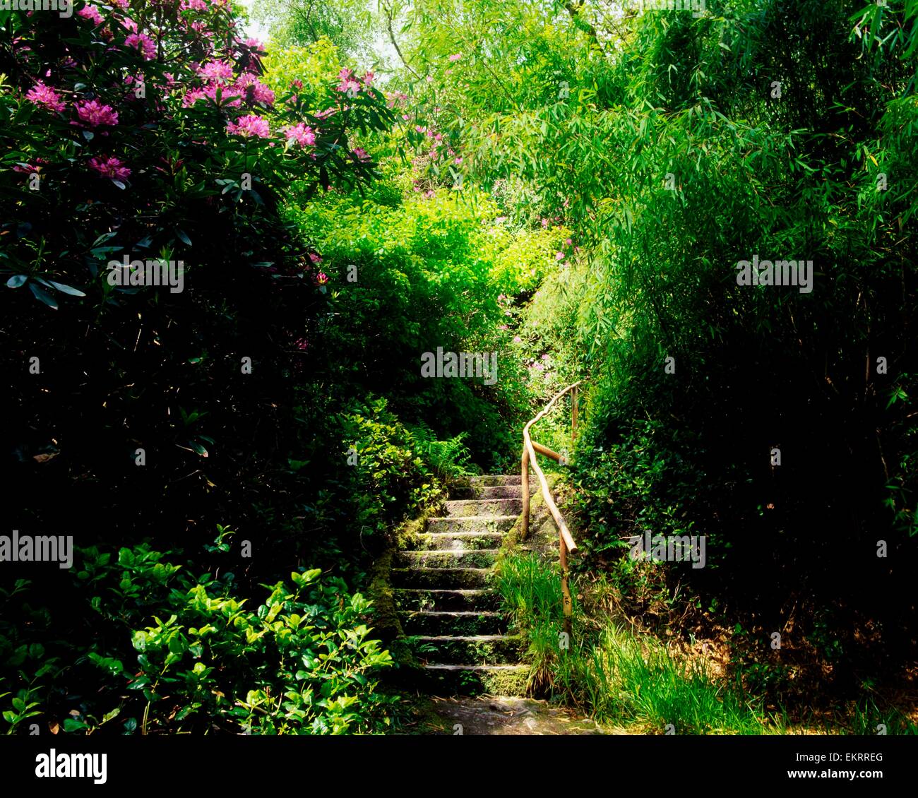 Derreen Gardens, Co Kerry, Ireland Stock Photo - Alamy