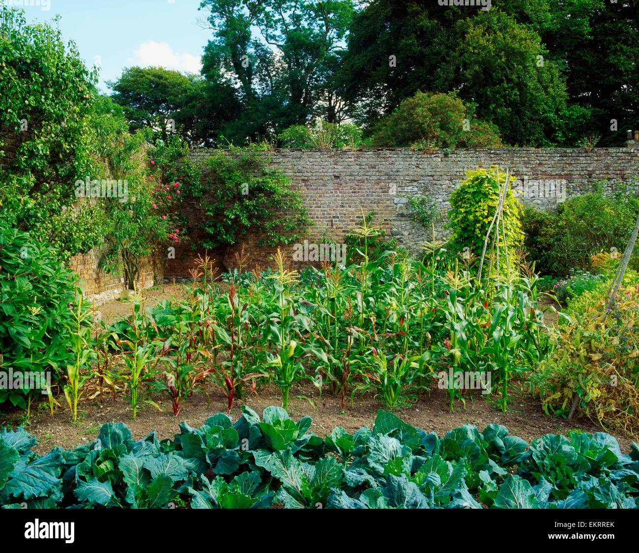 Beechpark, Co Dublin, Ireland; Walled Garden With Cabbage And Sweet ...