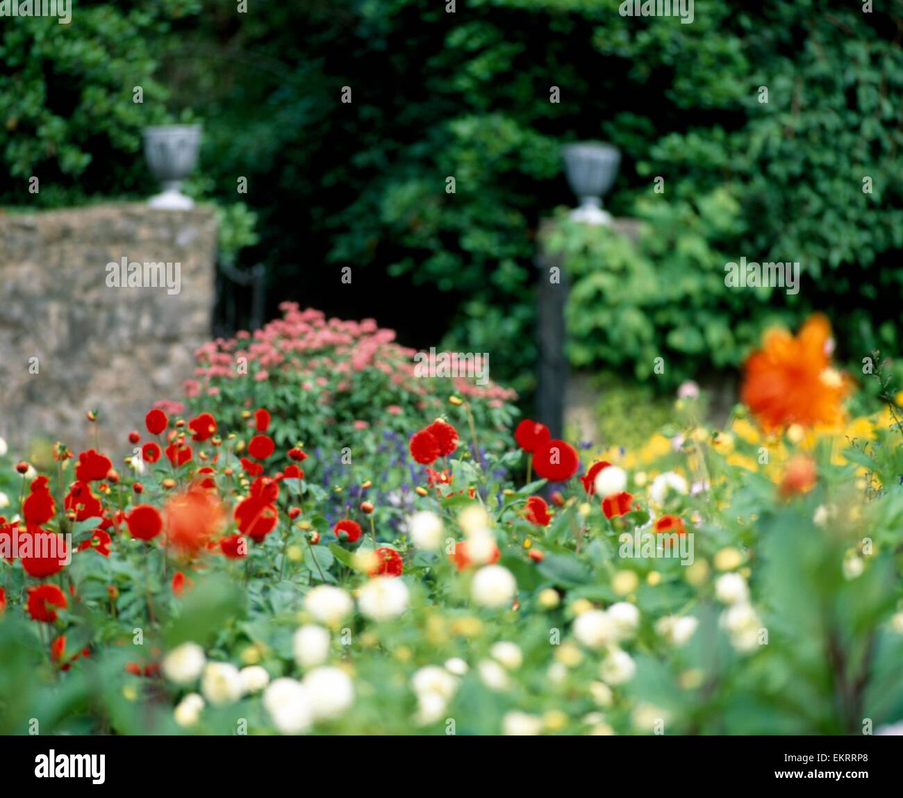 Walled Potager Garden With A Dahlia Border, Ireland Stock Photo - Alamy