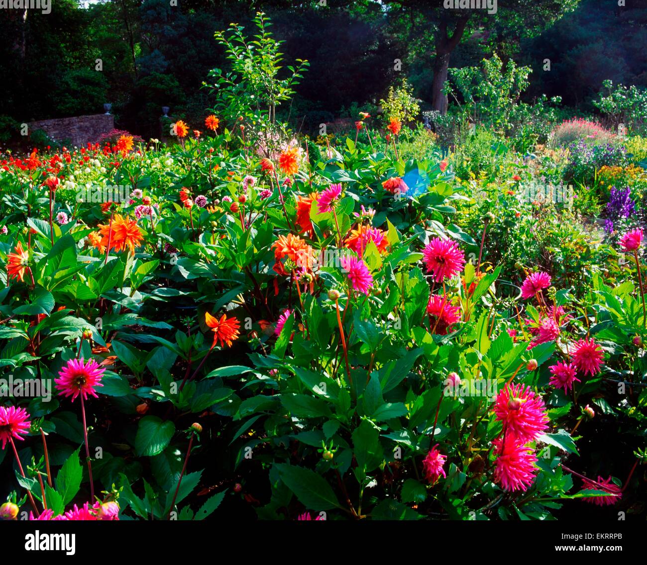 Dahlia border with grasses hi-res stock photography and images - Alamy