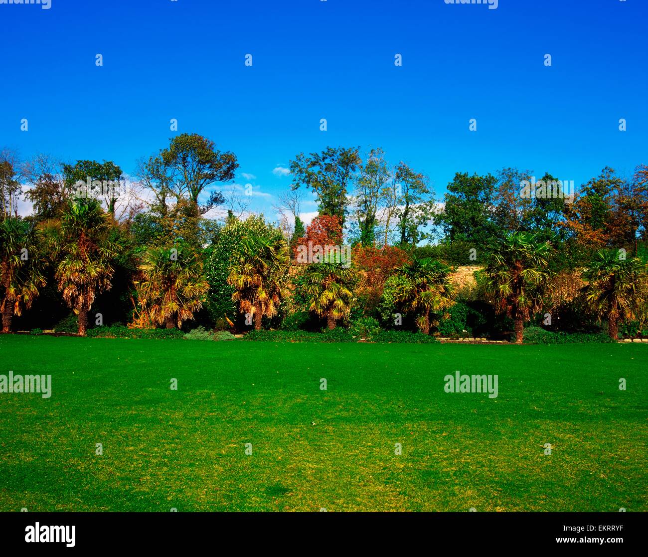 Chusan hi-res stock photography and images - Alamy