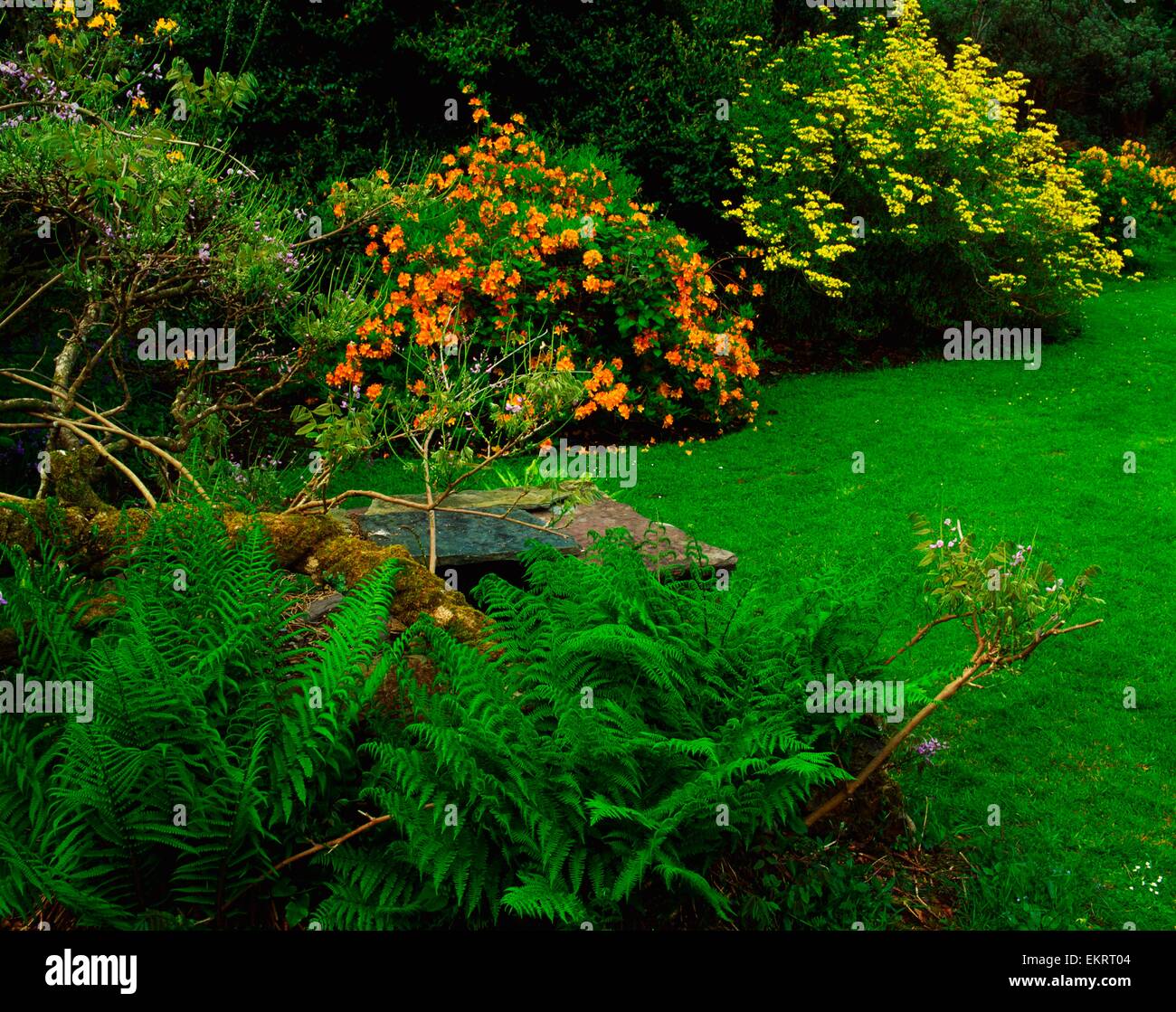 Creagh, Baltimore, Co Cork, Ireland; Wisteria, Fern And Rhododendron ...