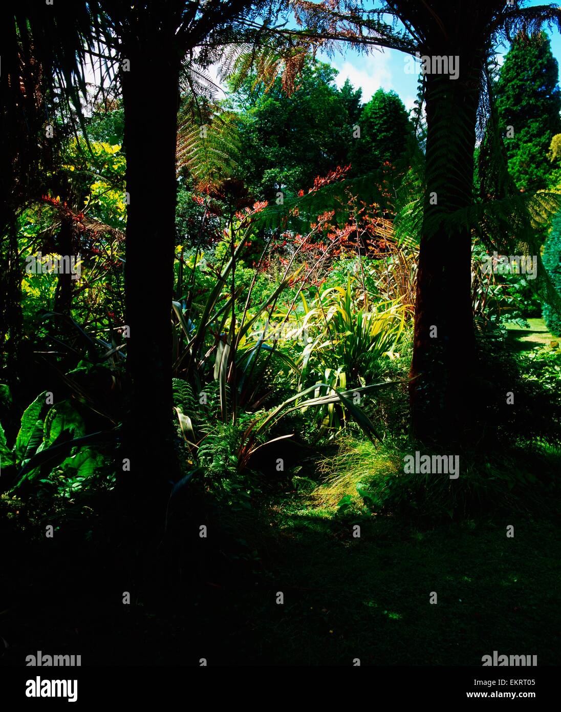 Creagh, Baltimore, Co Cork, Ireland; Informal Planting Of Trees And ...