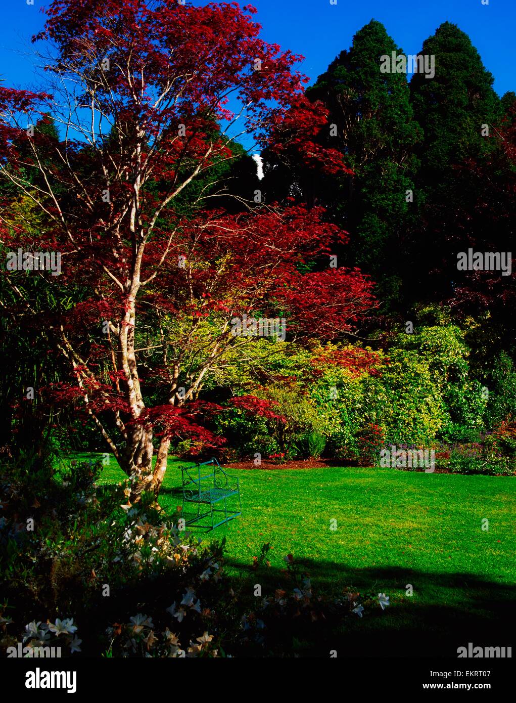 Creagh, Baltimore, Co Cork, Ireland; Maple Tree During The Spring Stock ...