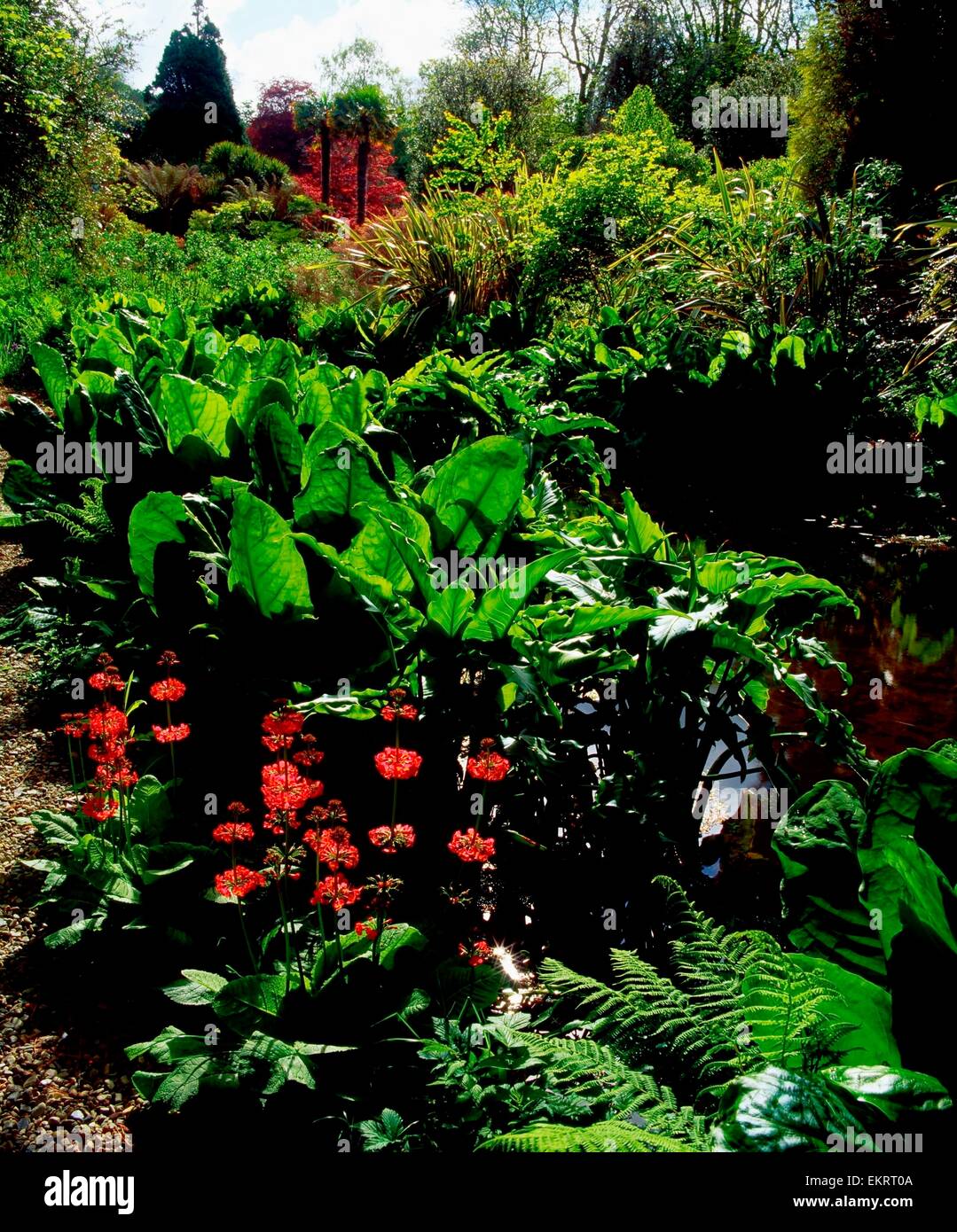 Creagh, Baltimore, Co Cork, Ireland; Candelabra Primula And Skunk ...