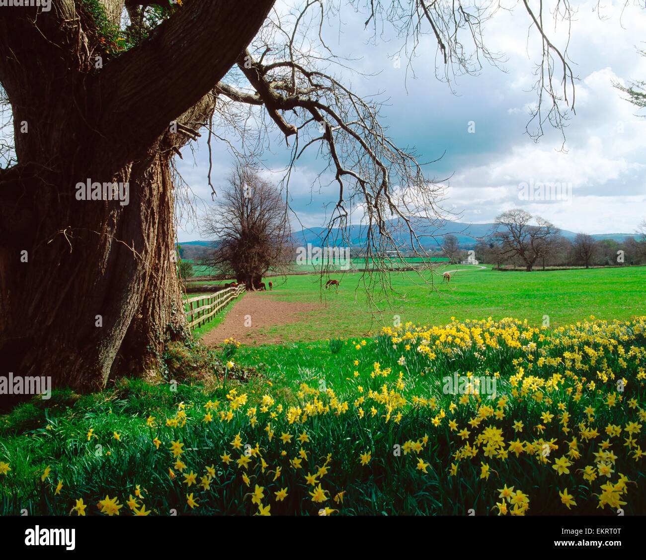 Ardsallagh House, Co Tipperary, Ireland; Daffodils In Foreground Of A ...