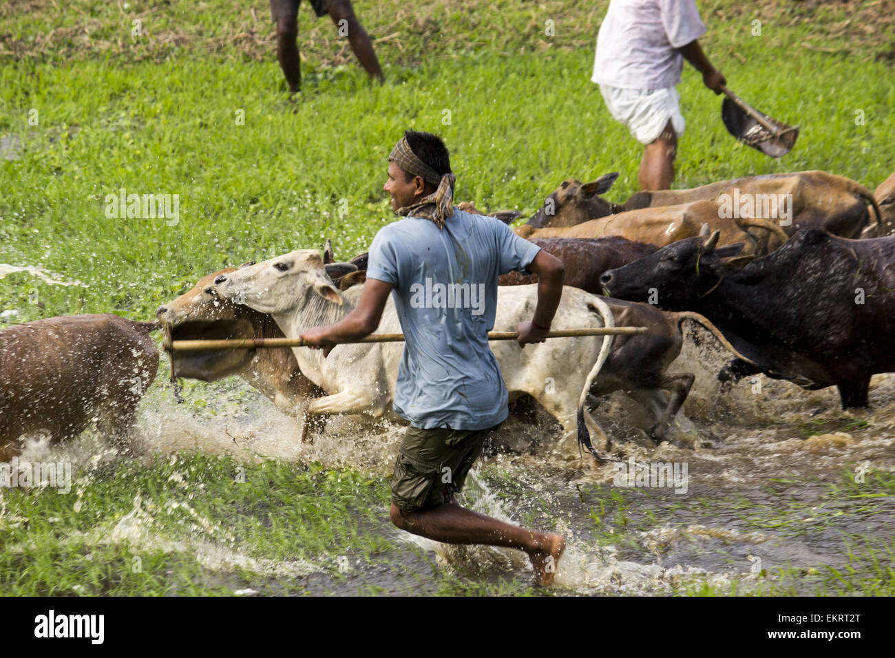 Goru bihu hi-res stock photography and images - Alamy
