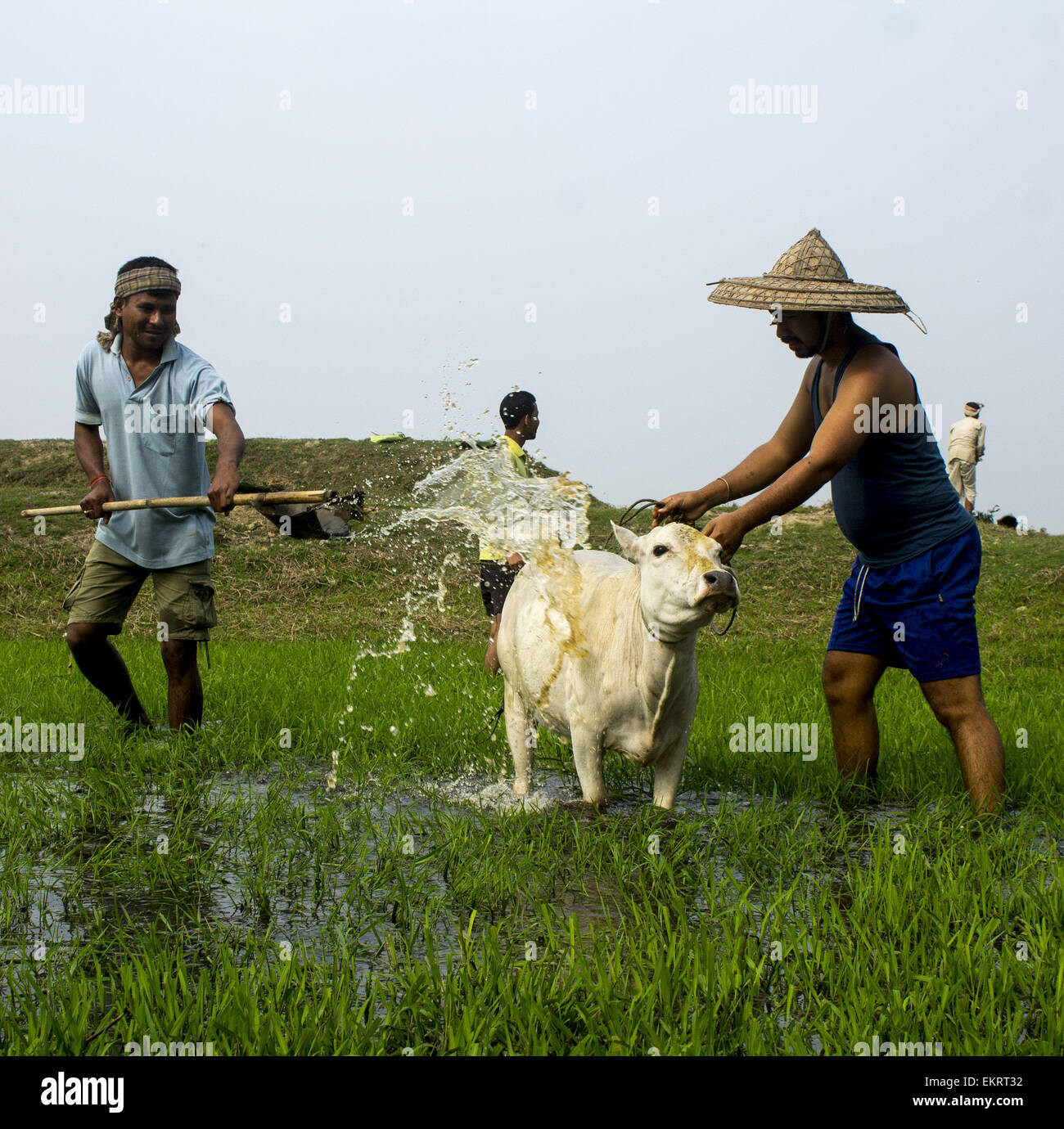 Goru bihu hi-res stock photography and images - Alamy Goru bihu hi-res stock photography and images - Alamy