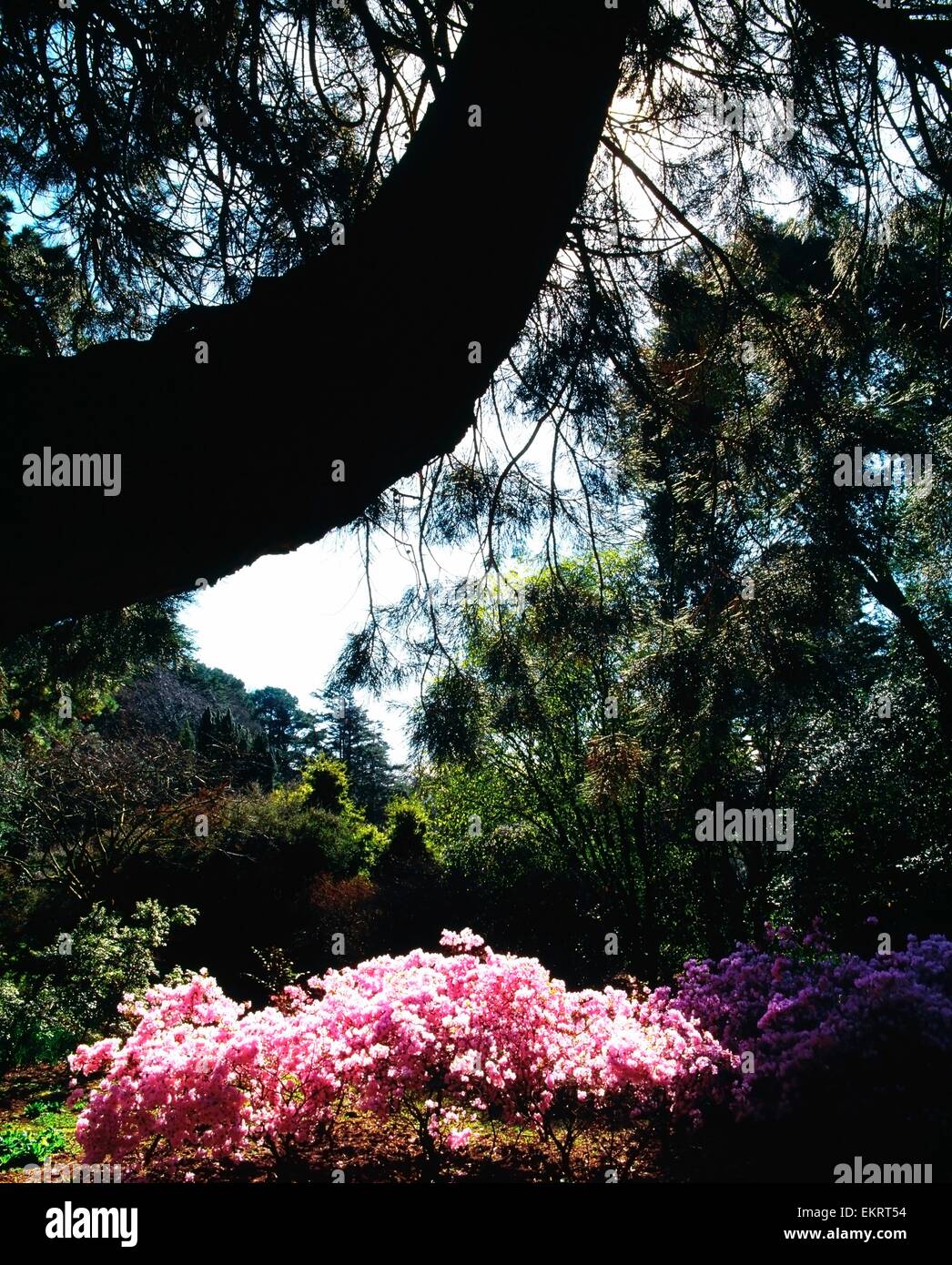 Mount Stewart, Co Down, Ireland; Rhododendrons Stock Photo - Alamy