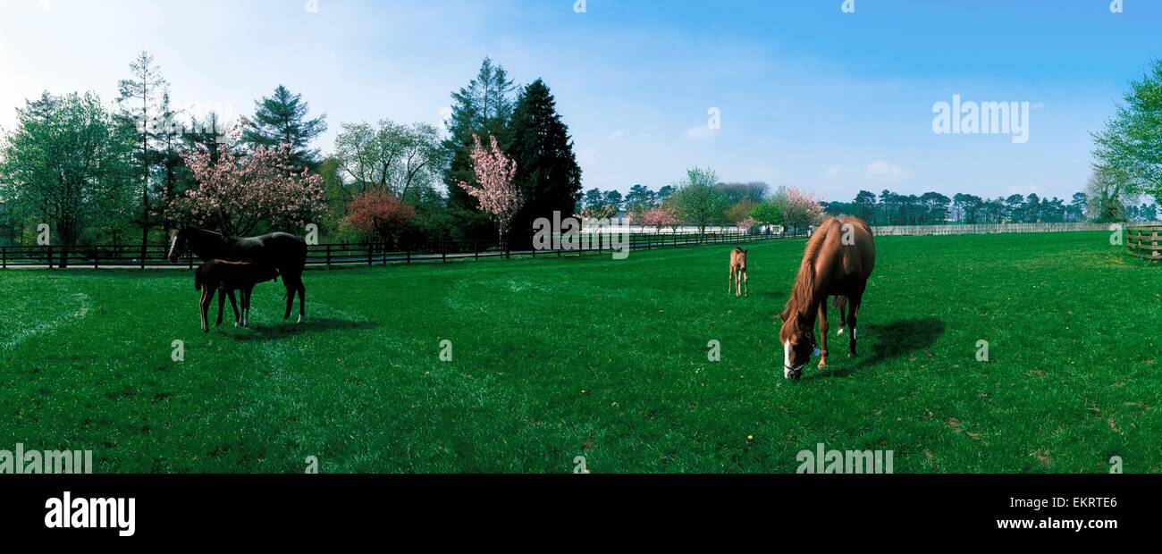 The National Stud, Kildare, Co Kildare, Ireland Stock Photo - Alamy