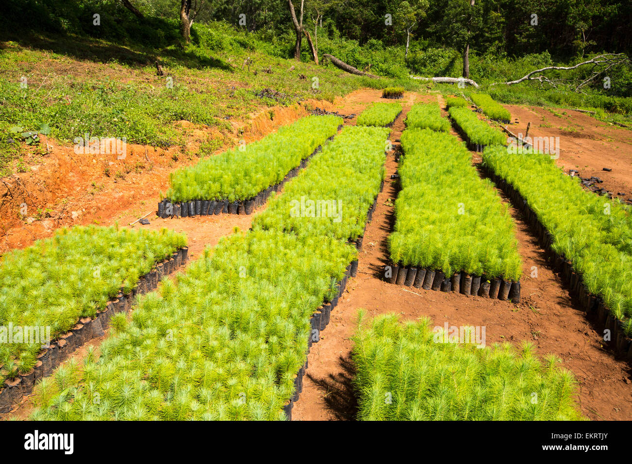 A tree nursery on the Zomba Plateau, Malawi, Africa Stock Photo - Alamy
