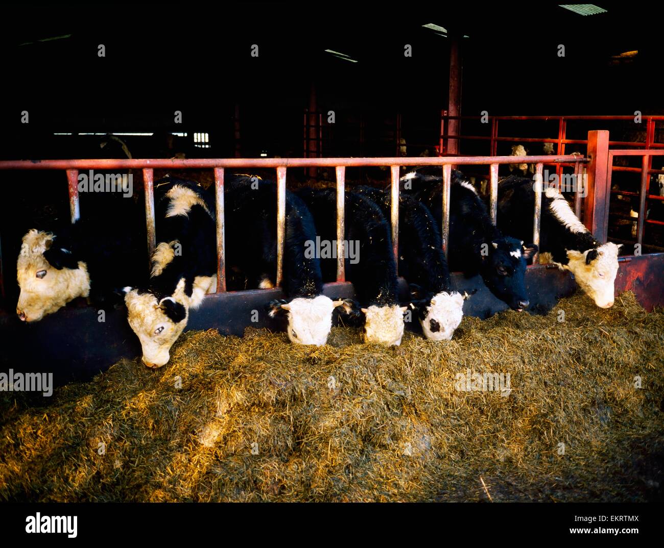 Feed unit hi-res stock photography and images - Alamy