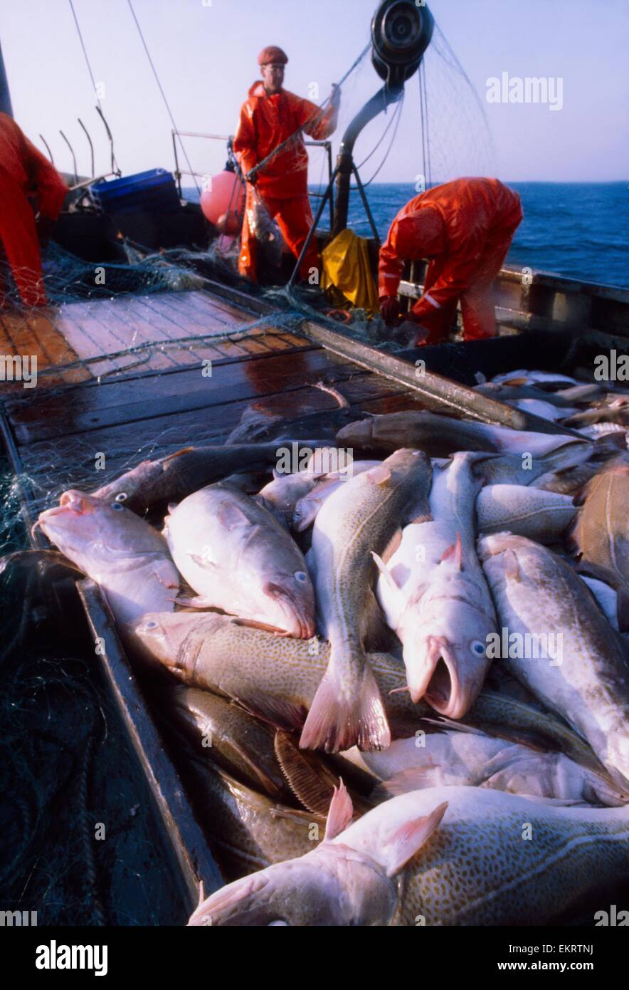 Commercial Fishing, Cod Fishing Stock Photo - Alamy