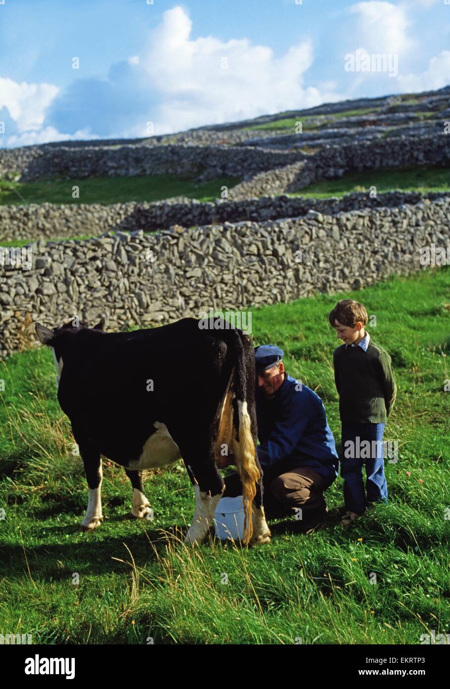 Traditional Farming, Milking Cow In Field Stock Photo - Alamy