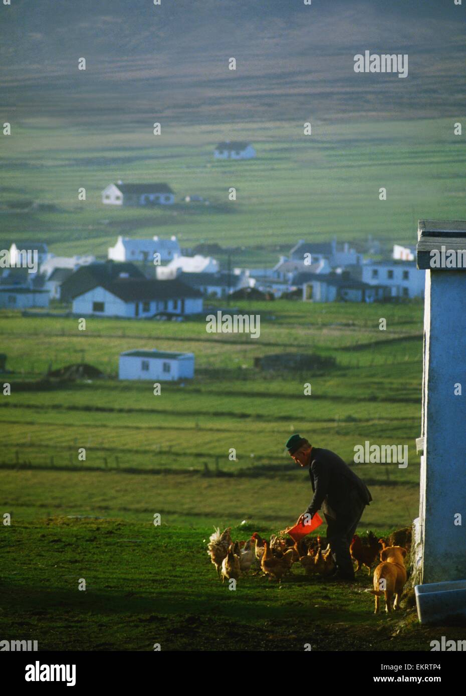 Traditional Farming, Poultry Stock Photo - Alamy