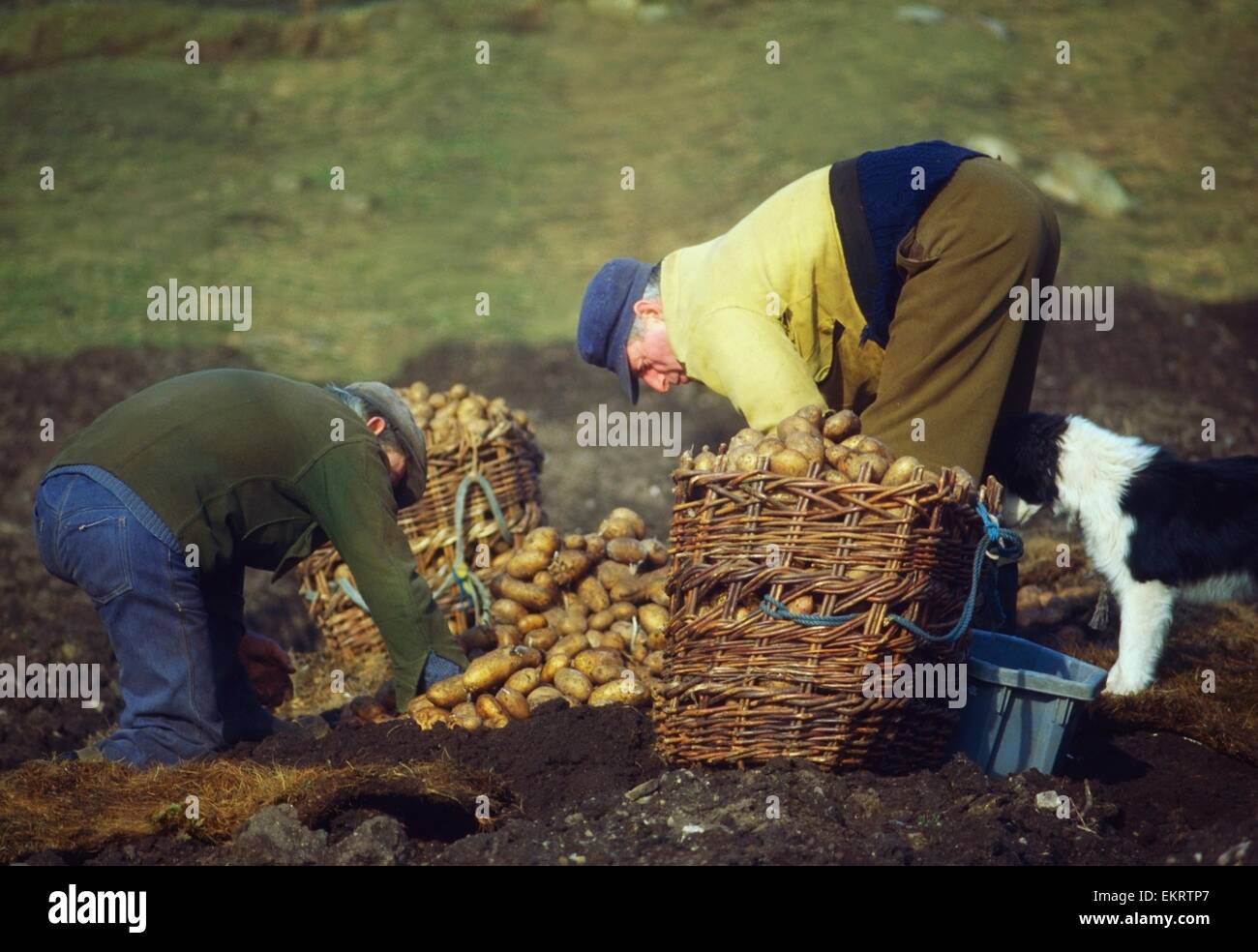 Two Men Picking Potatoes Stock Photo - Alamy