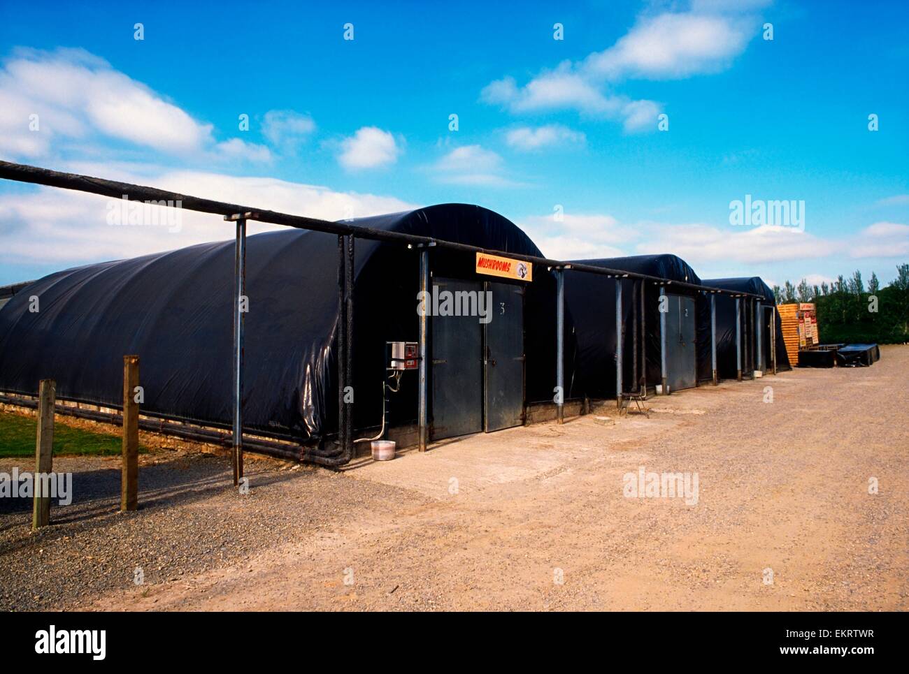Poly-Tunnels Used To Grow Mushrooms Stock Photo - Alamy