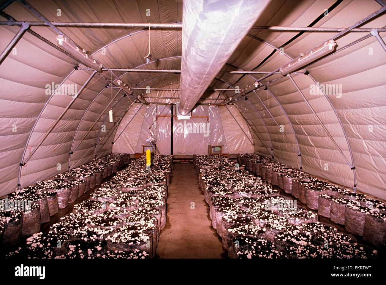 Mushrooms Growing In A Poly-Tunnel Stock Photo - Alamy