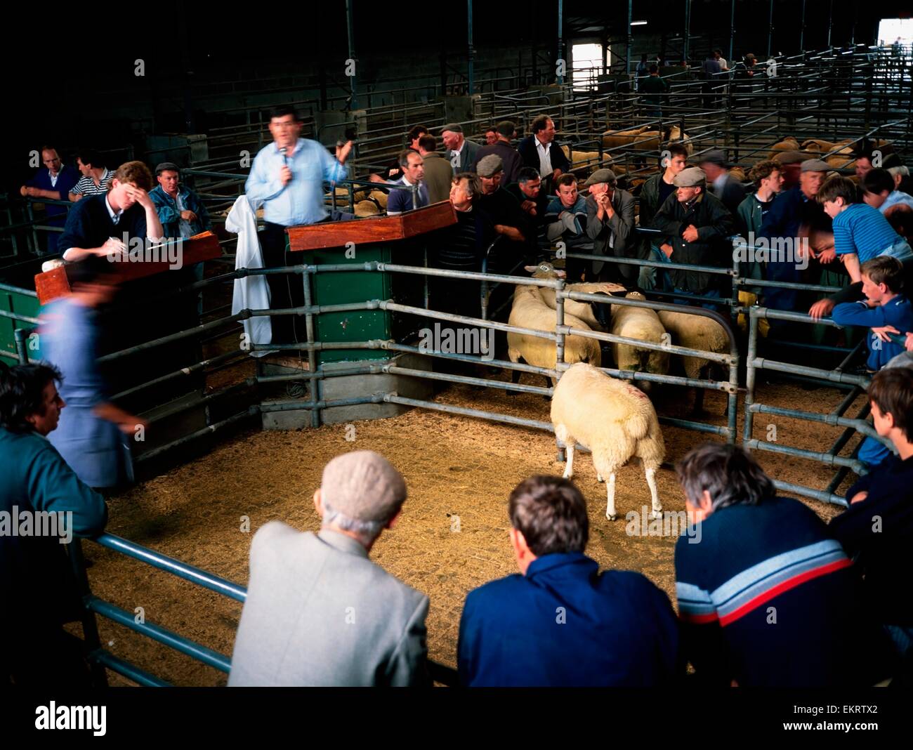 Maynooth,Co Kildare,Ireland;Farmers At A Sheep Mart Stock Photo - Alamy