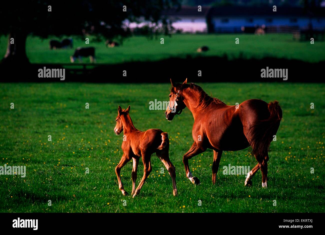 Mares and foals ireland hi-res stock photography and images - Alamy