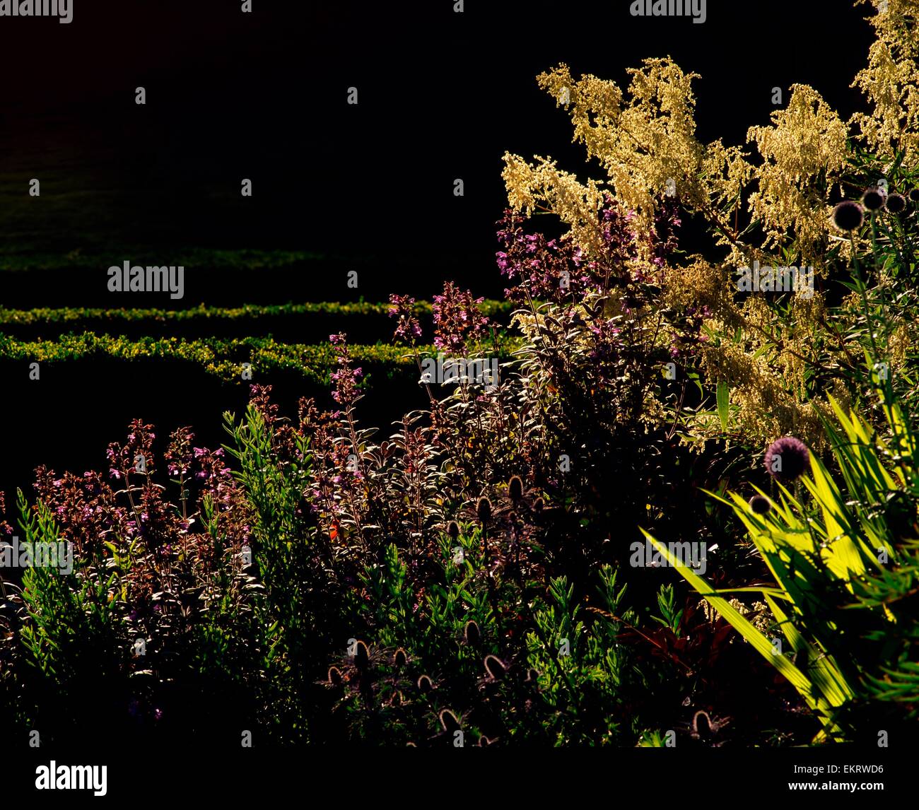Castletownroche, Co Cork, Ireland, Anne's Grove, Aruncus (Goats Beard ...