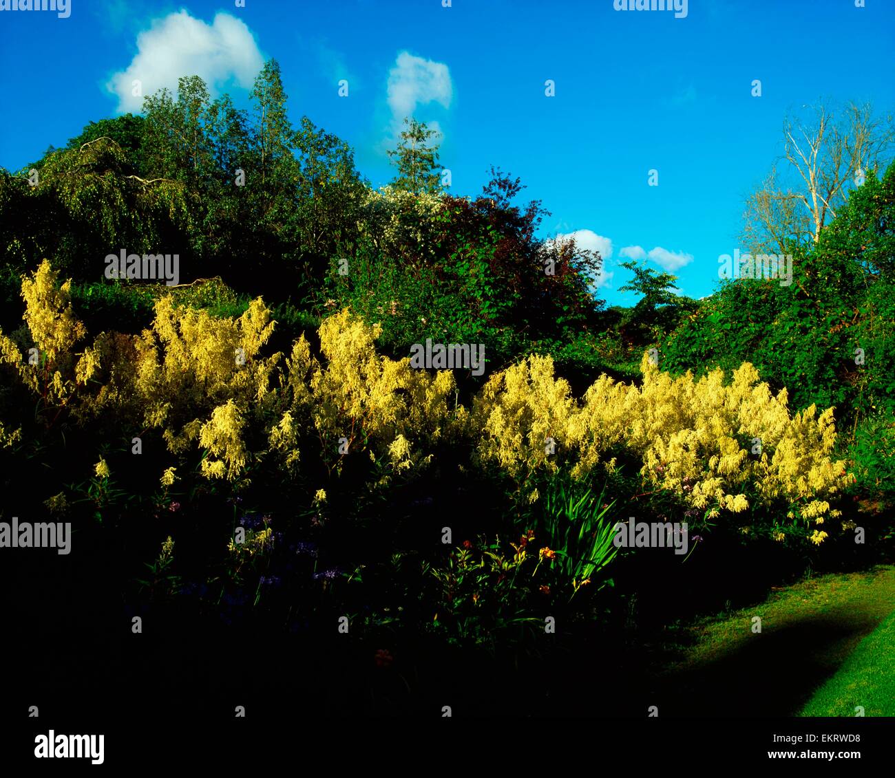 Castletownroche, Co Cork, Ireland, Anne's Grove, Aruncus (Goats Beard ...