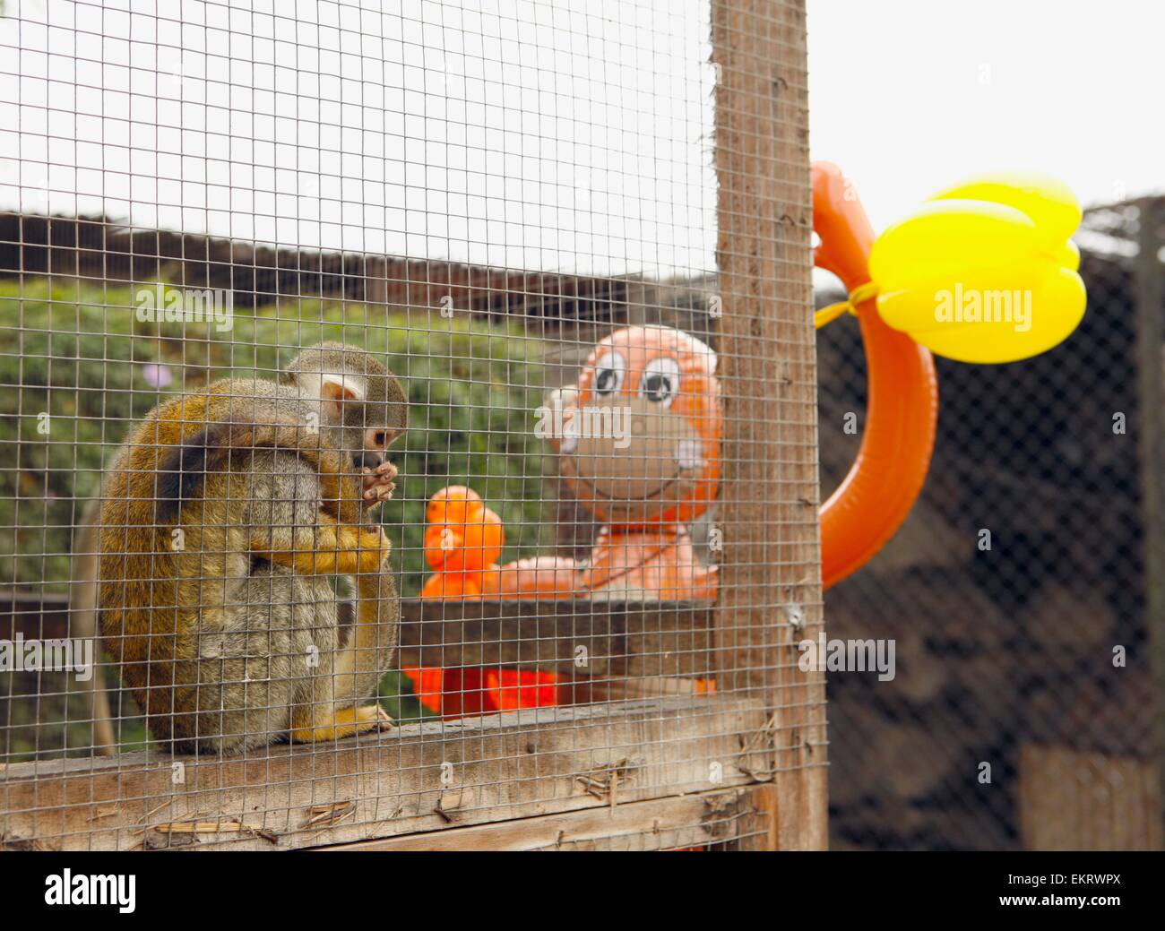 Cages monkeys in cage hi-res stock photography and images - Alamy