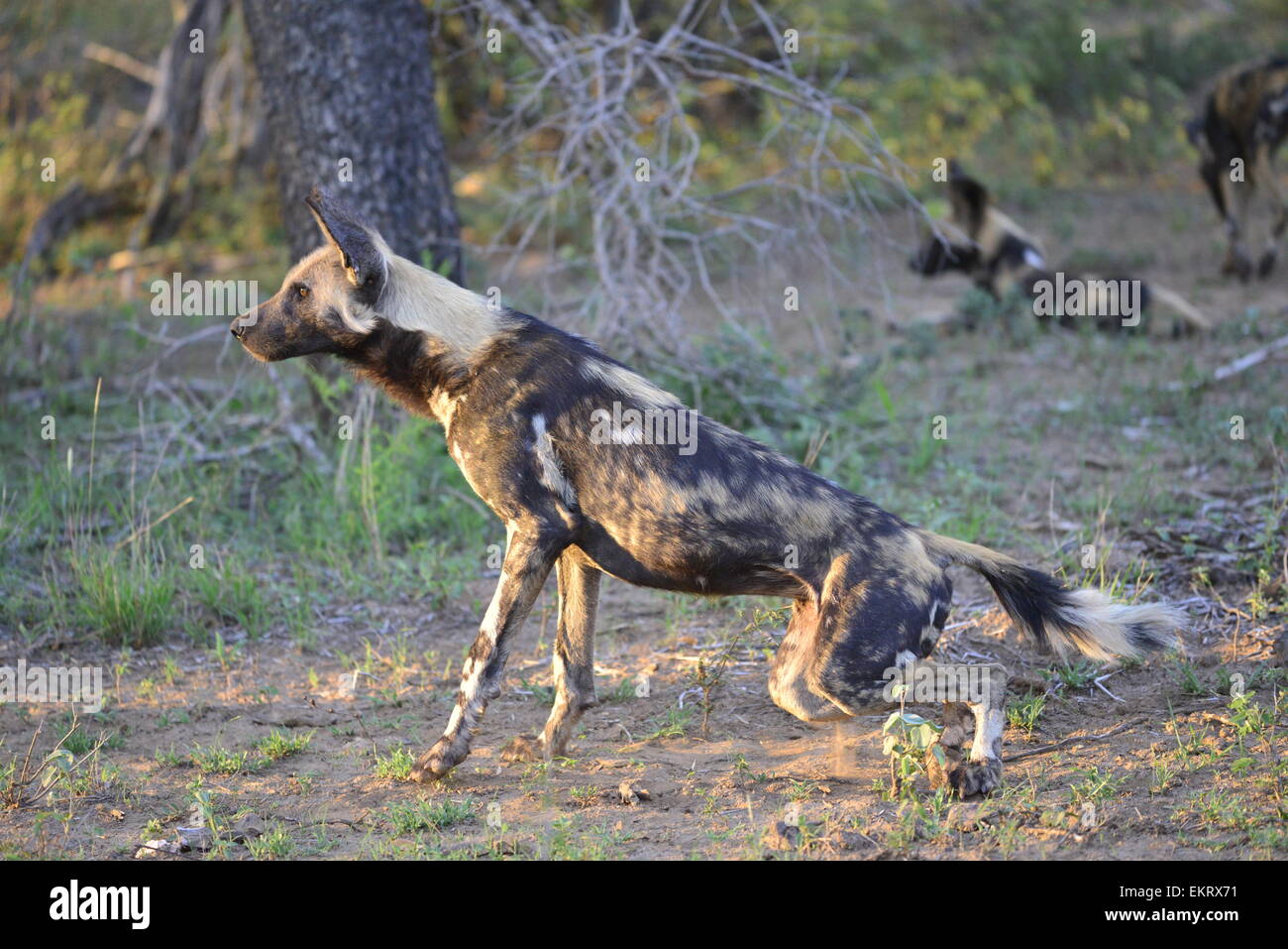 On haunches hi-res stock photography and images - Alamy