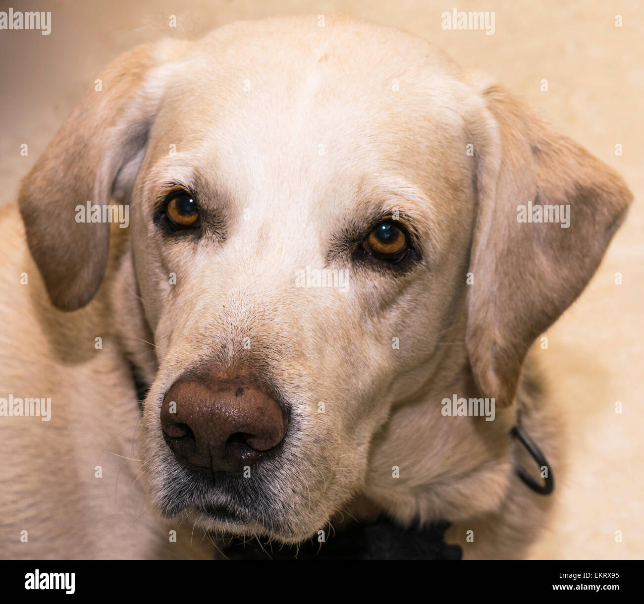Golden retriever puppy male hi-res stock photography and images - Alamy
