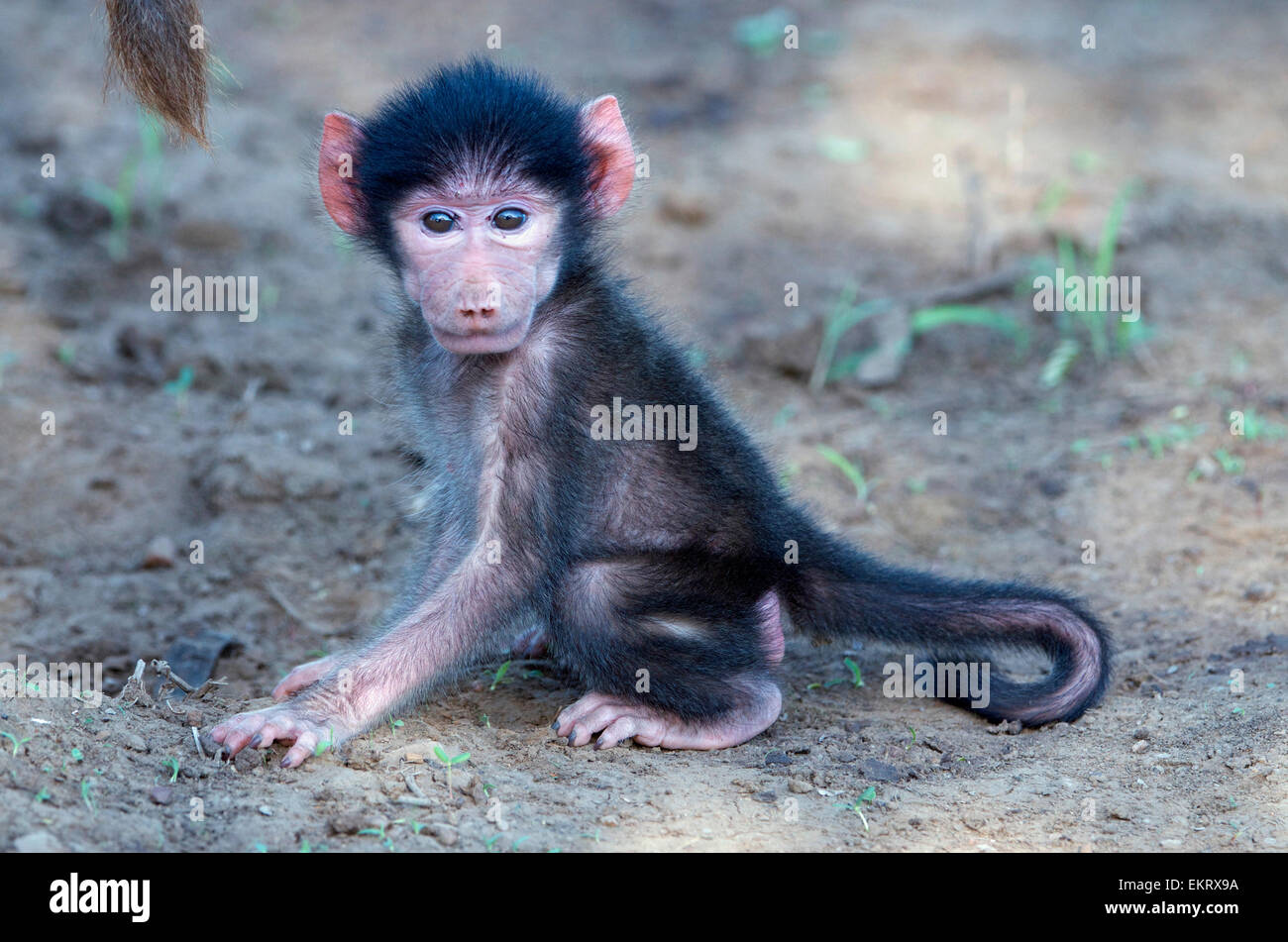 Baby chacma baboon, Papio ursinus, playing on ground in Kruger Park ...