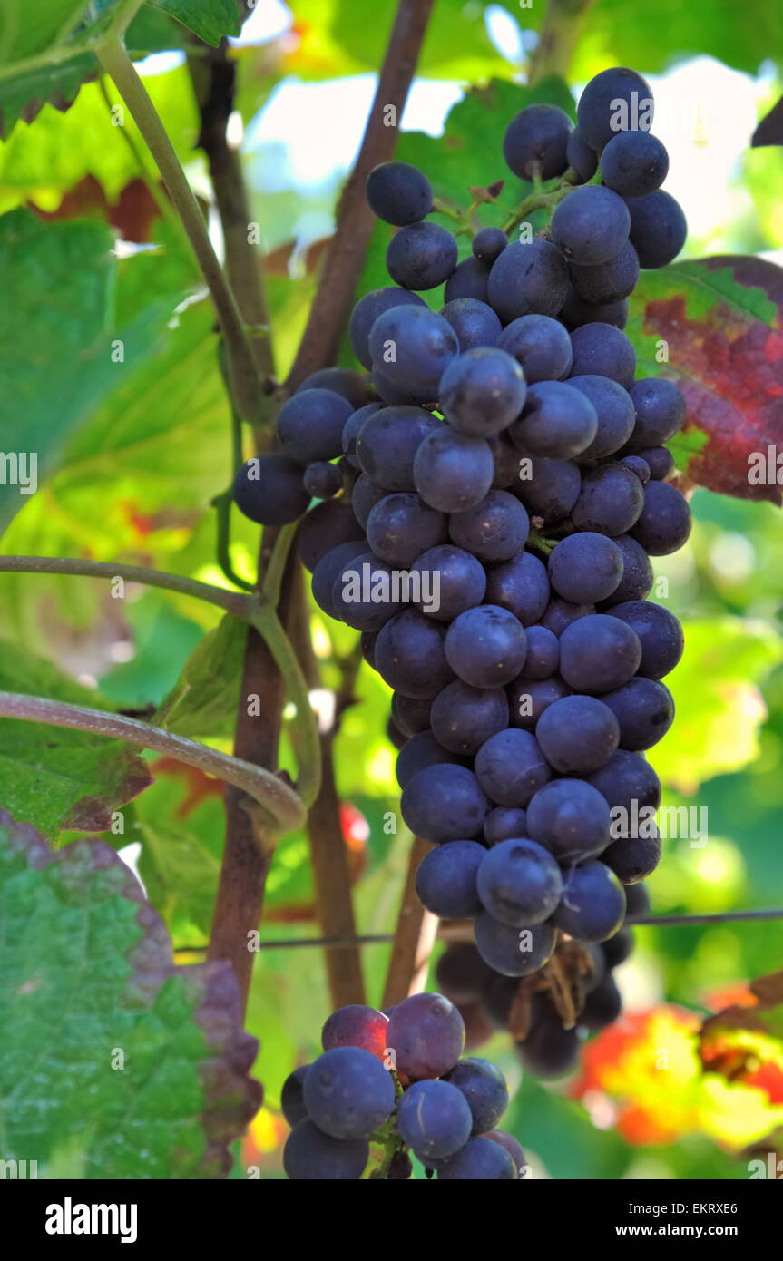 Black grape hi-res stock photography and images - Alamy