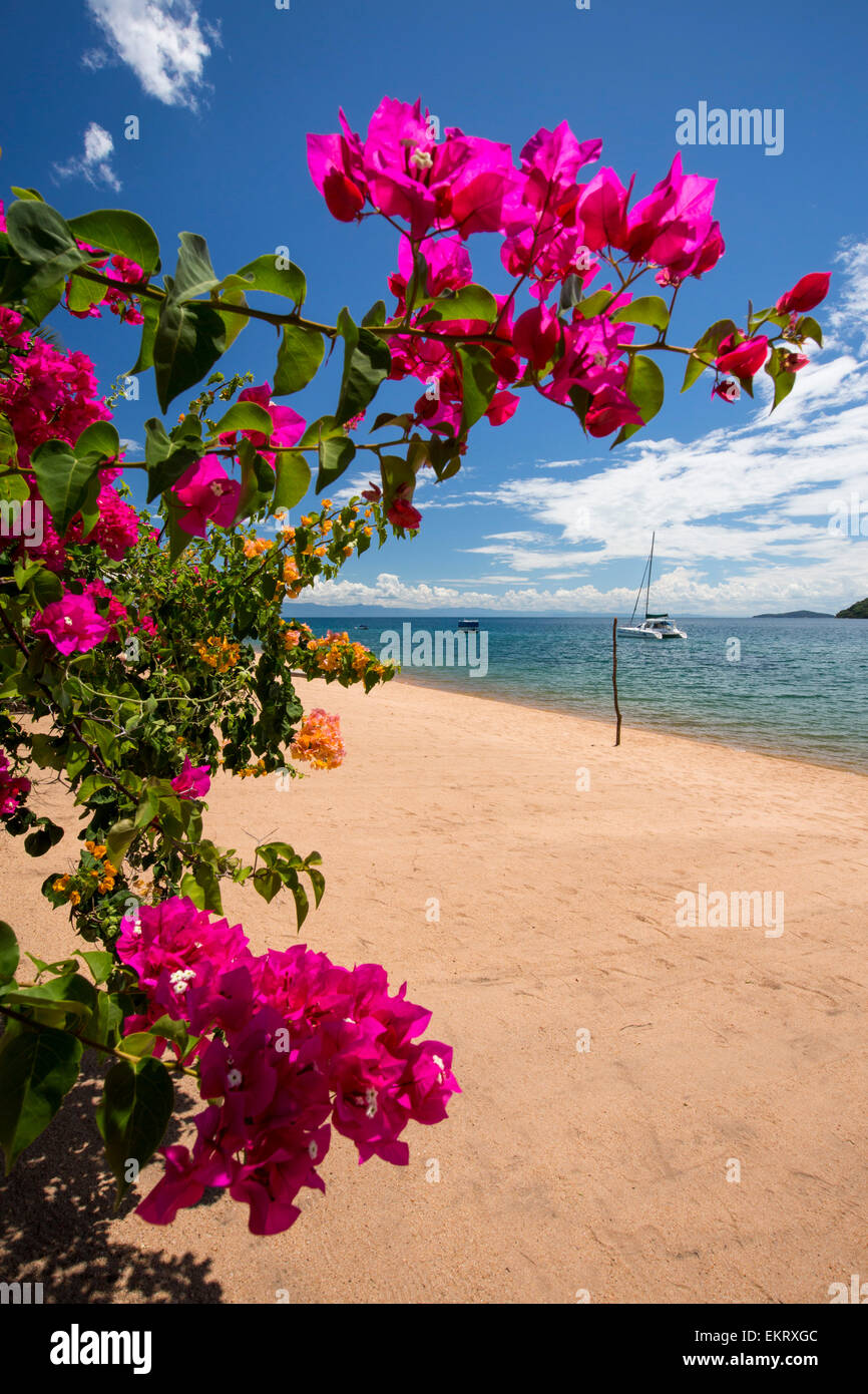 Tropical vegetation at Cape Maclear on Lake Malawi, Malawi, Africa ...