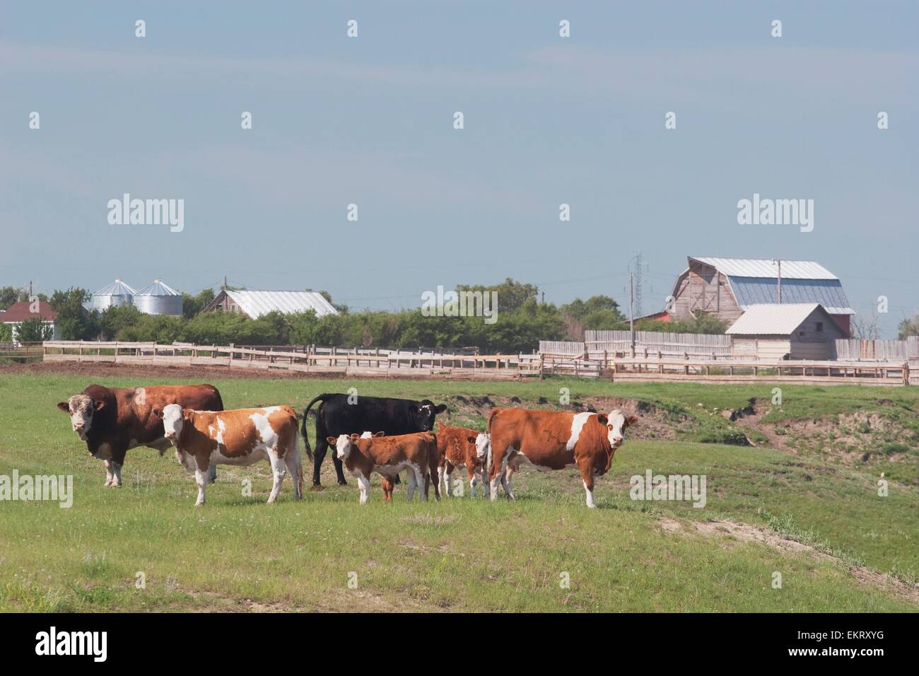 Livestock cows farm hi-res stock photography and images - Alamy