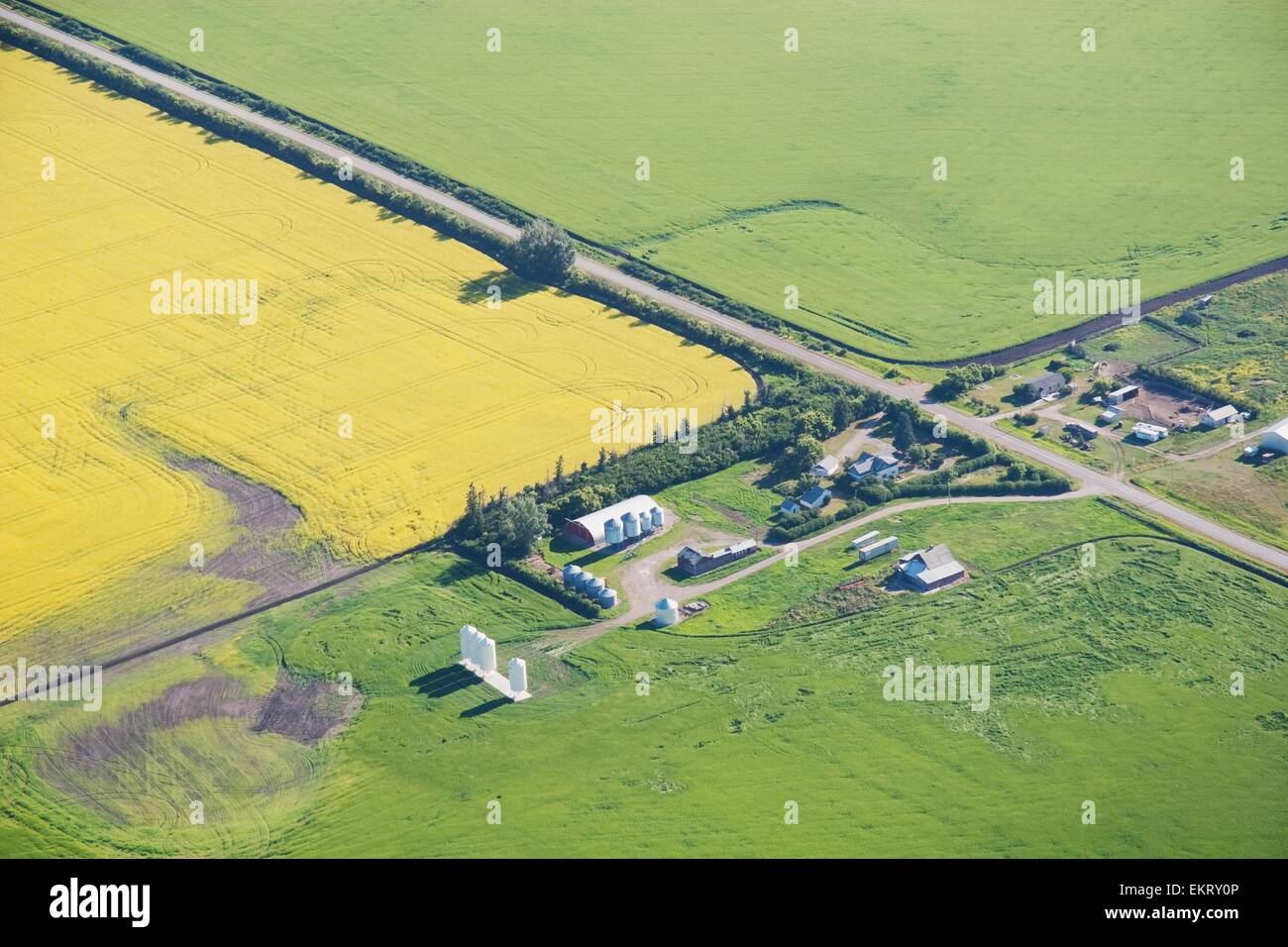Aerial Of Canola Field And Farm, Alberta, Canada Stock Photo - Alamy