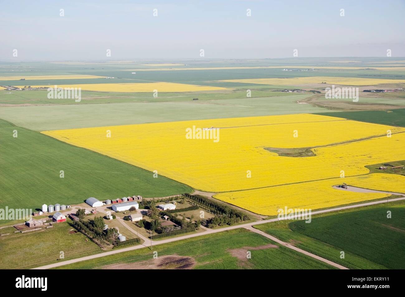 Aerial Of Flowering Canola Field, Alberta, Canada Stock Photo - Alamy