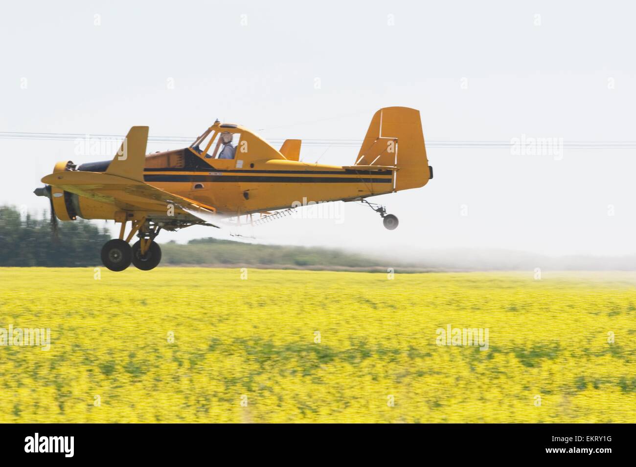 Crop Duster Spraying Flowering Canola Field Stock Photo - Alamy